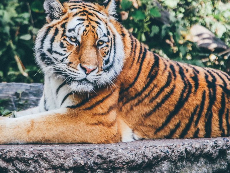 Zoos and Technology: How Zoos Are Using Technology to Improve Animal ...