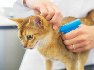 Zoos and Technology: How Zoos Are Using Technology to Improve Animal ...